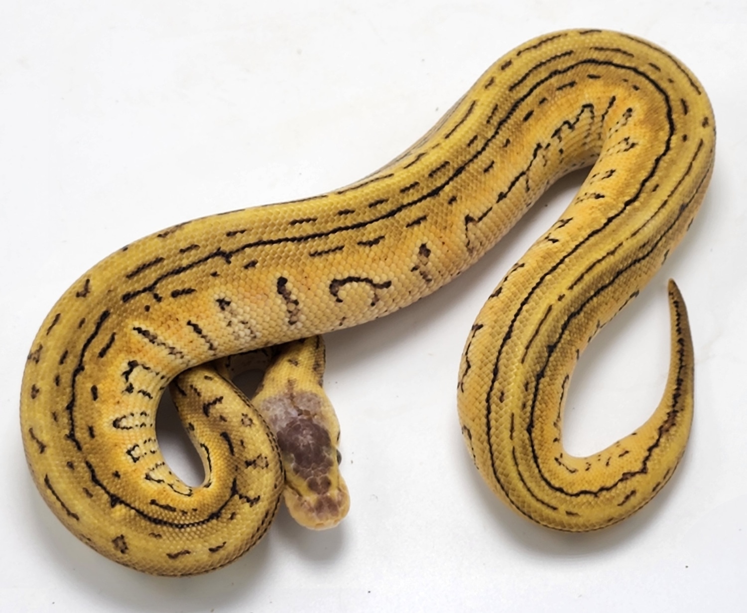 Pastel Pinstripe Puzzle Ball Python by P5Pythons - MorphMarket