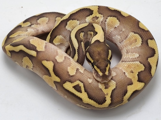 Butter Fire Het Puzzle Ball Python by P5Pythons