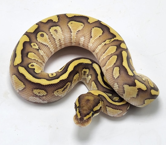 Butter Fire DH Ghost Clown Ball Python by P5Pythons
