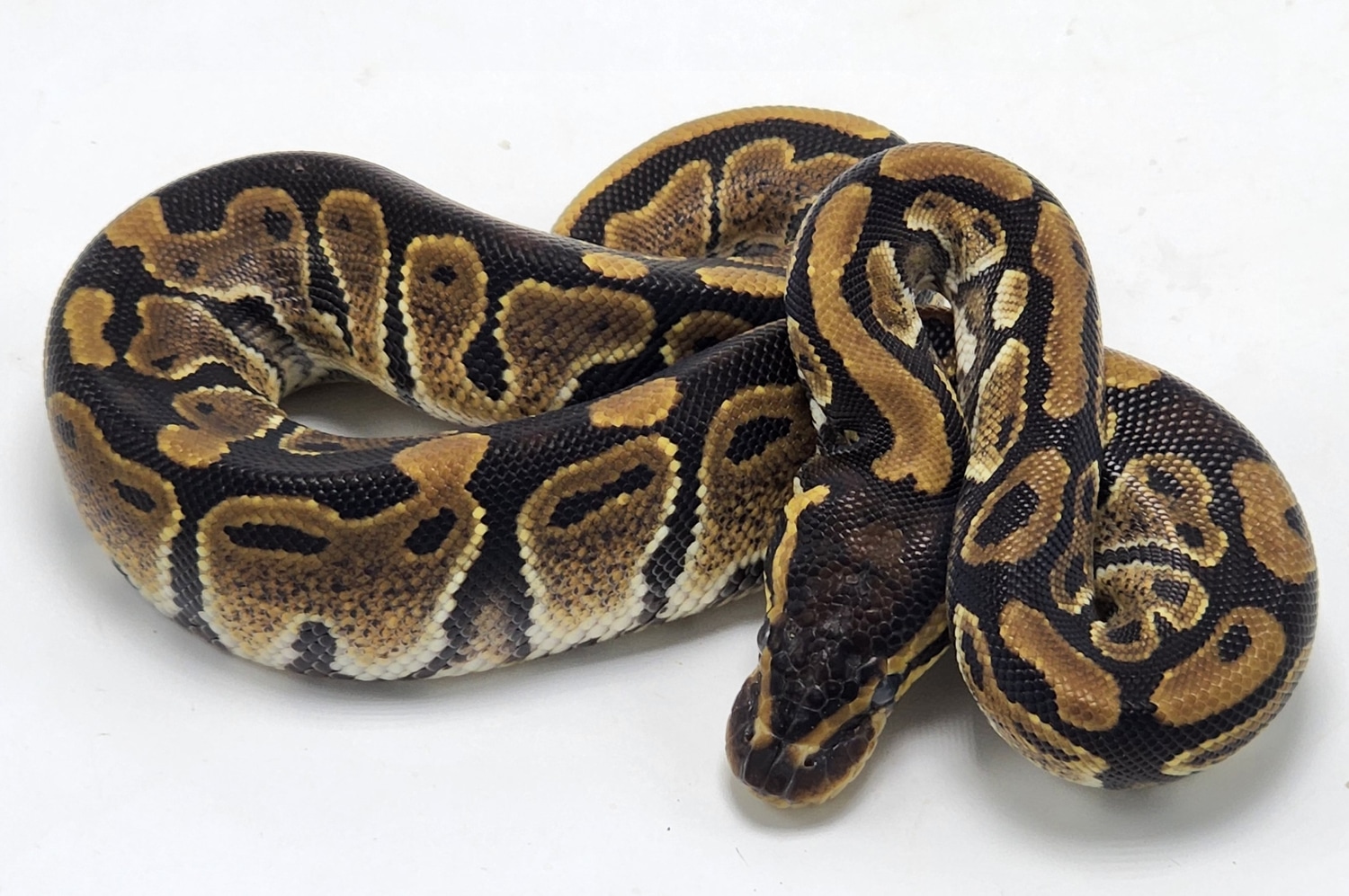 DH Ghost Pied Ball Python by P5Pythons - MorphMarket