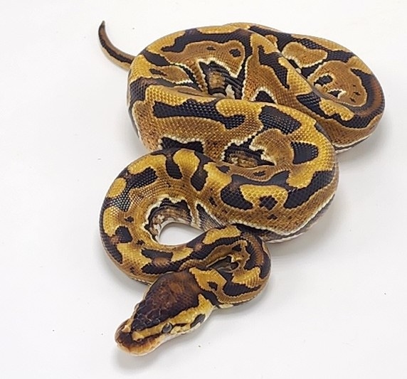 Puzzle Ball Python by P5Pythons - MorphMarket