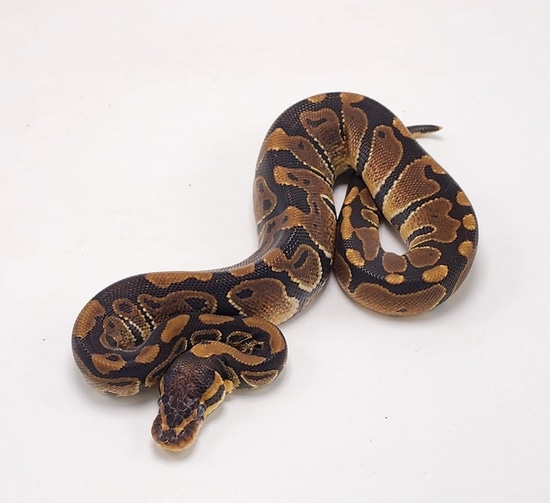 DH Ultramel Clown Ball Python by P5Pythons