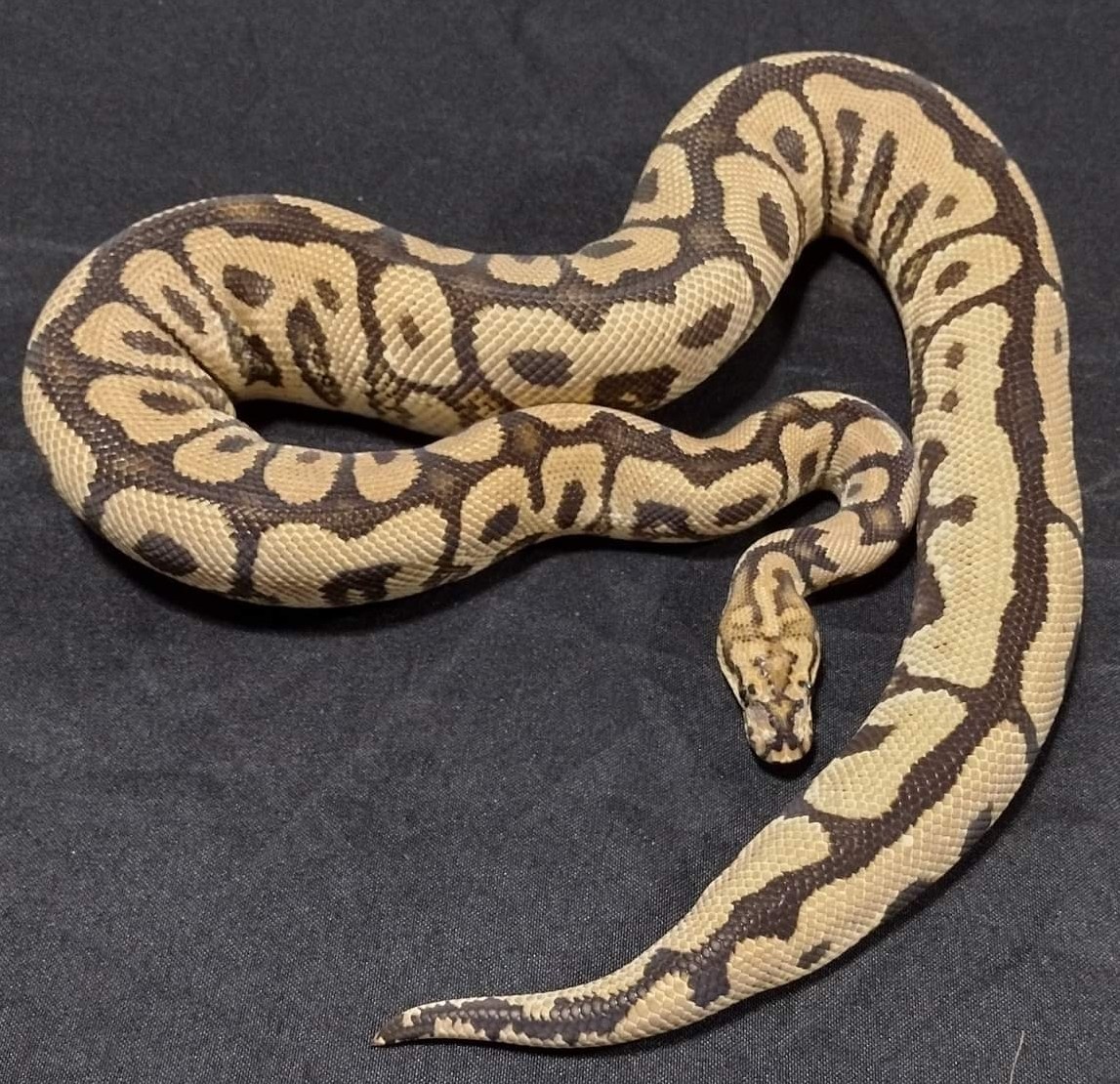 Spotnose Clown Ball Python by P5Pythons - MorphMarket