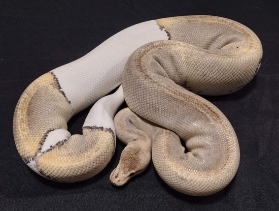 Champagne DH Hypo Pied Ball Python by P5Pythons