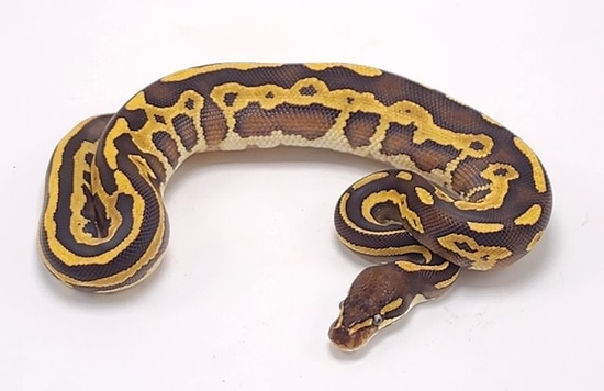 Mojave Leopard Yellow Belly Ball Python by P5Pythons