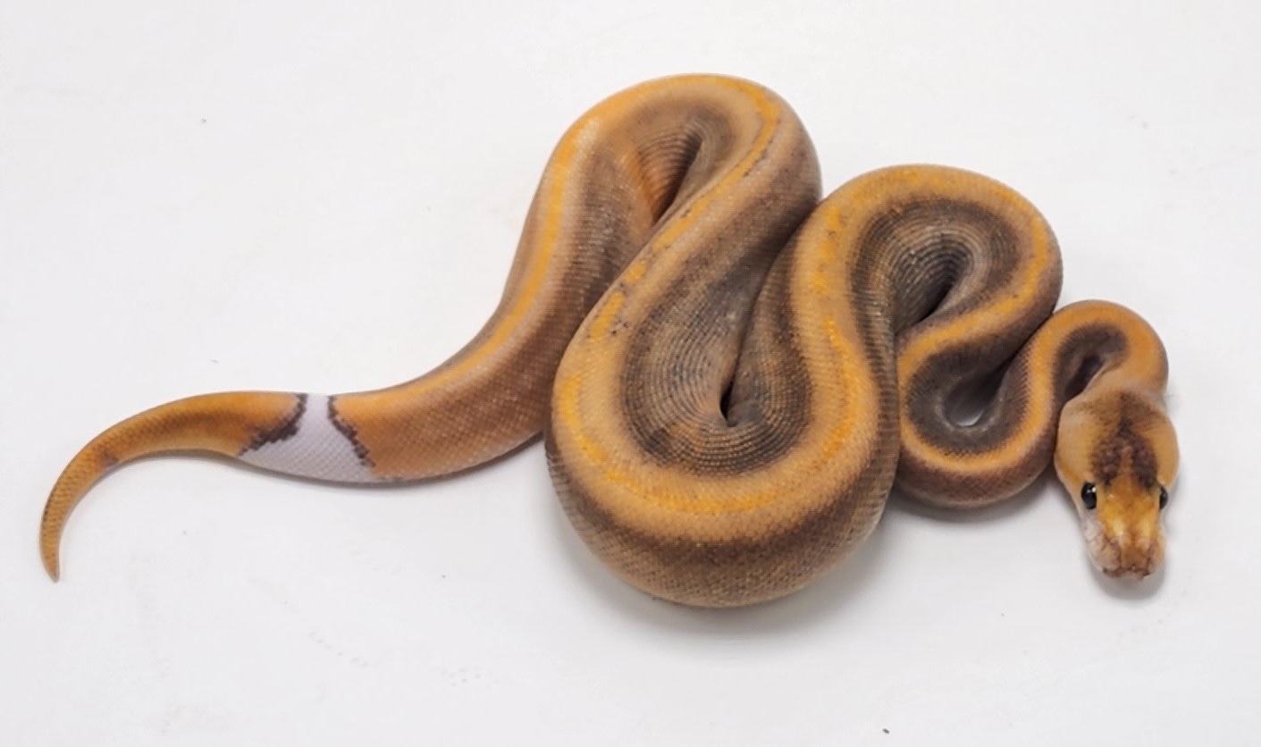 Black Pastel OR Cinnamon Champagne Ball Python by P5Pythons - MorphMarket