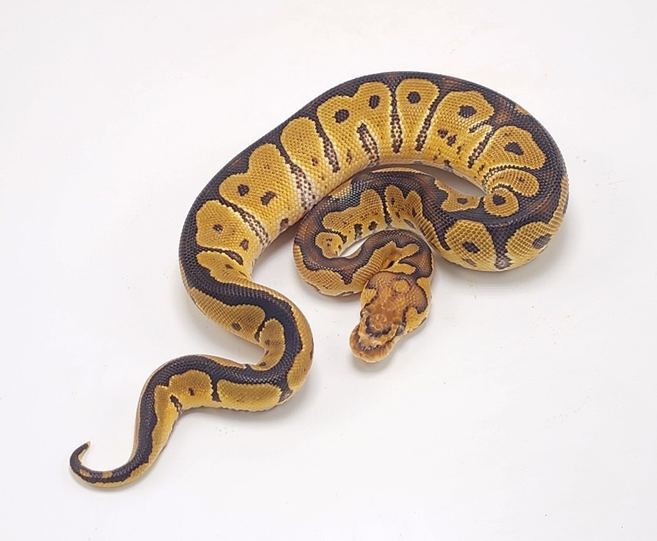 Clown Het Ultramel Ball Python by P5Pythons - MorphMarket