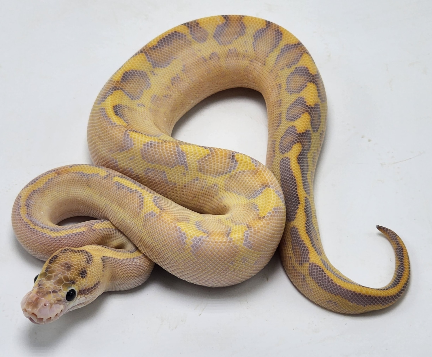 Enchi Fire Leopard Ivory Ball Python by P5Pythons - MorphMarket