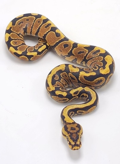 Spotnose Yellow Belly Het Clown Ball Python by P5Pythons