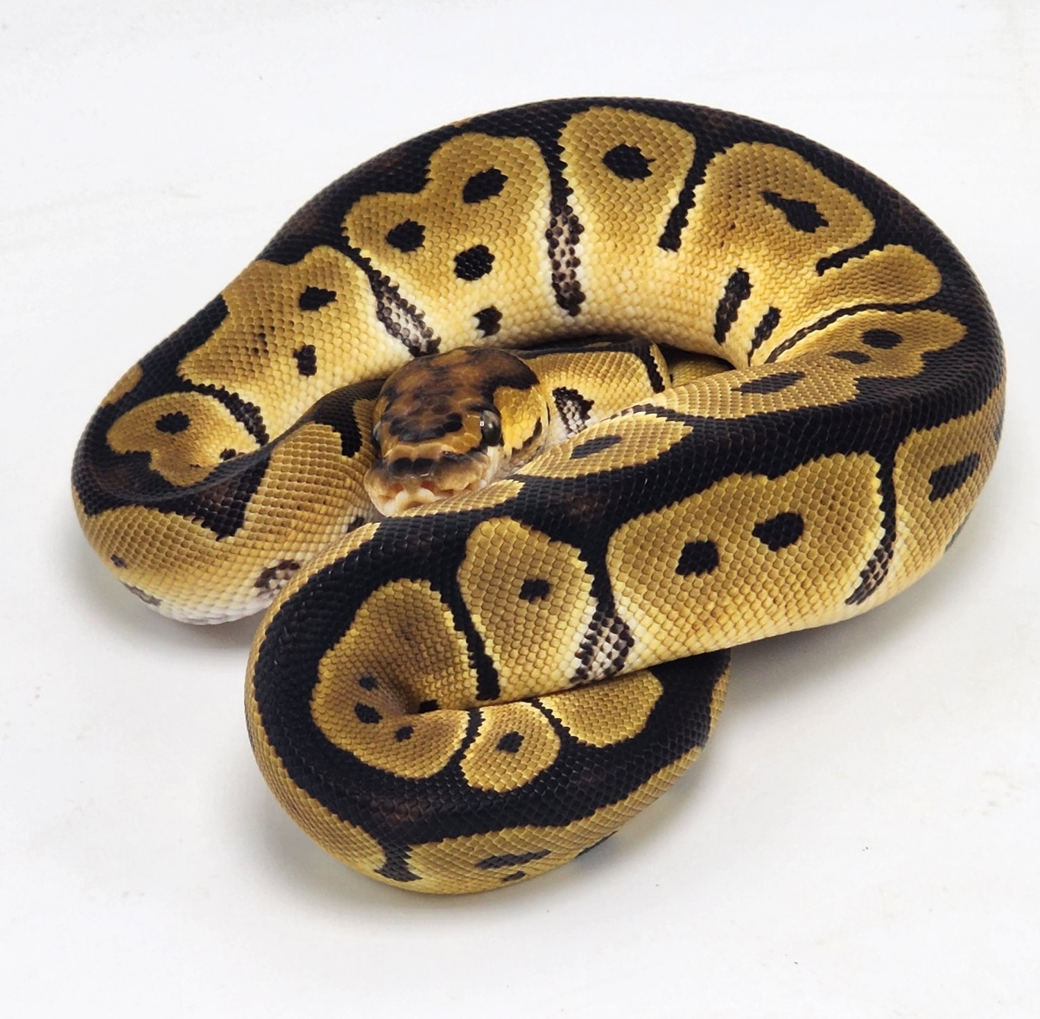 Clown Het Ultramel Ball Python by P5Pythons - MorphMarket