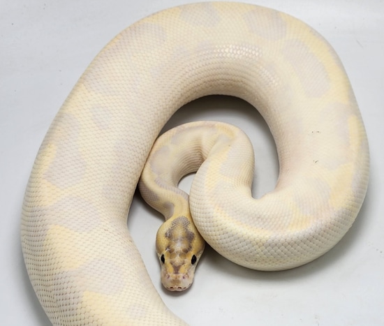 Enchi Fire Leopard Ivory Ball Python by P5Pythons