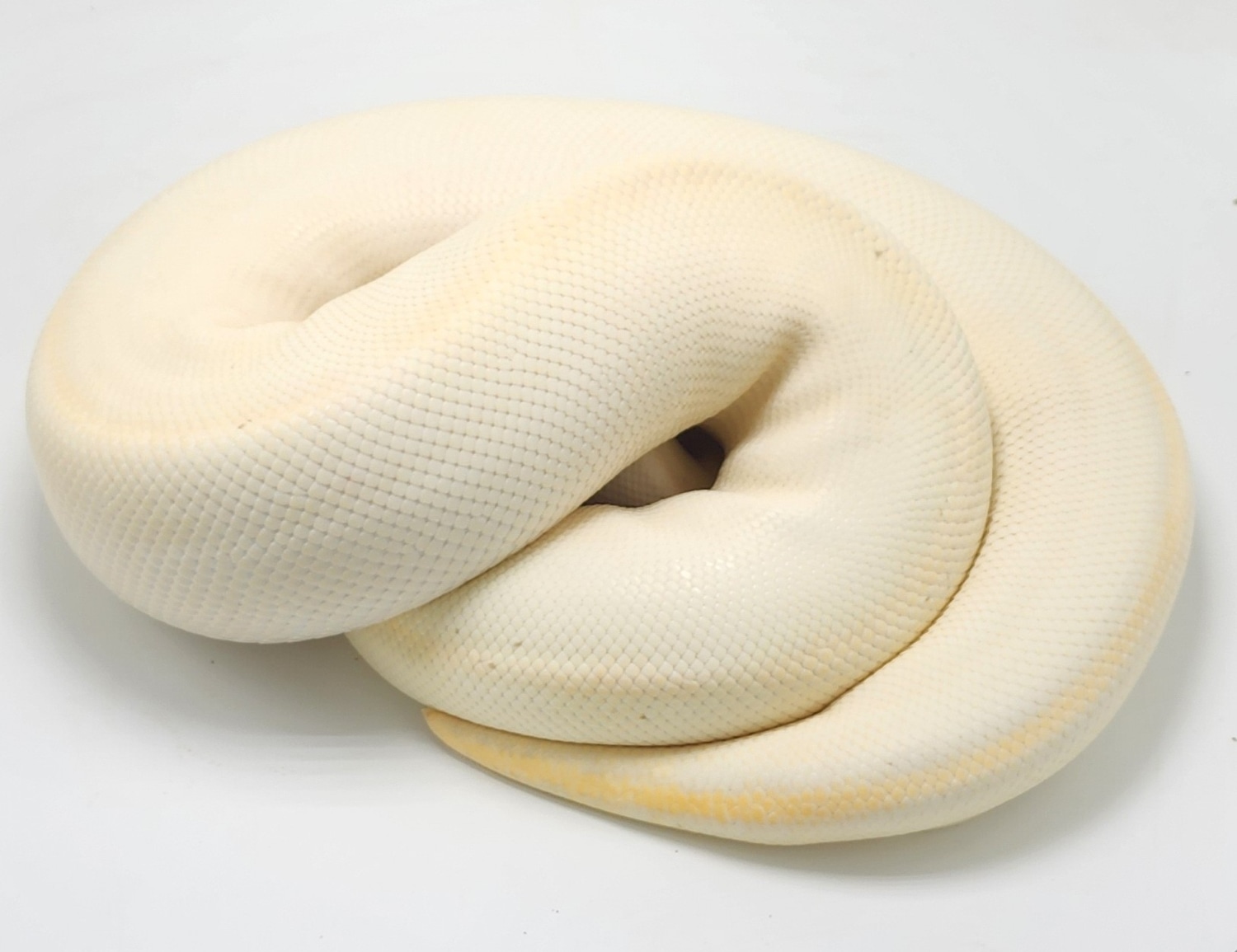 Pastel Ivory Ball Python by P5Pythons - MorphMarket