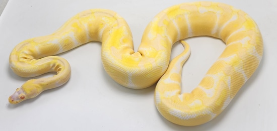 Albino Scaleless Head Het VPI Axanthic (Possible Pastel) Ball Python by ...