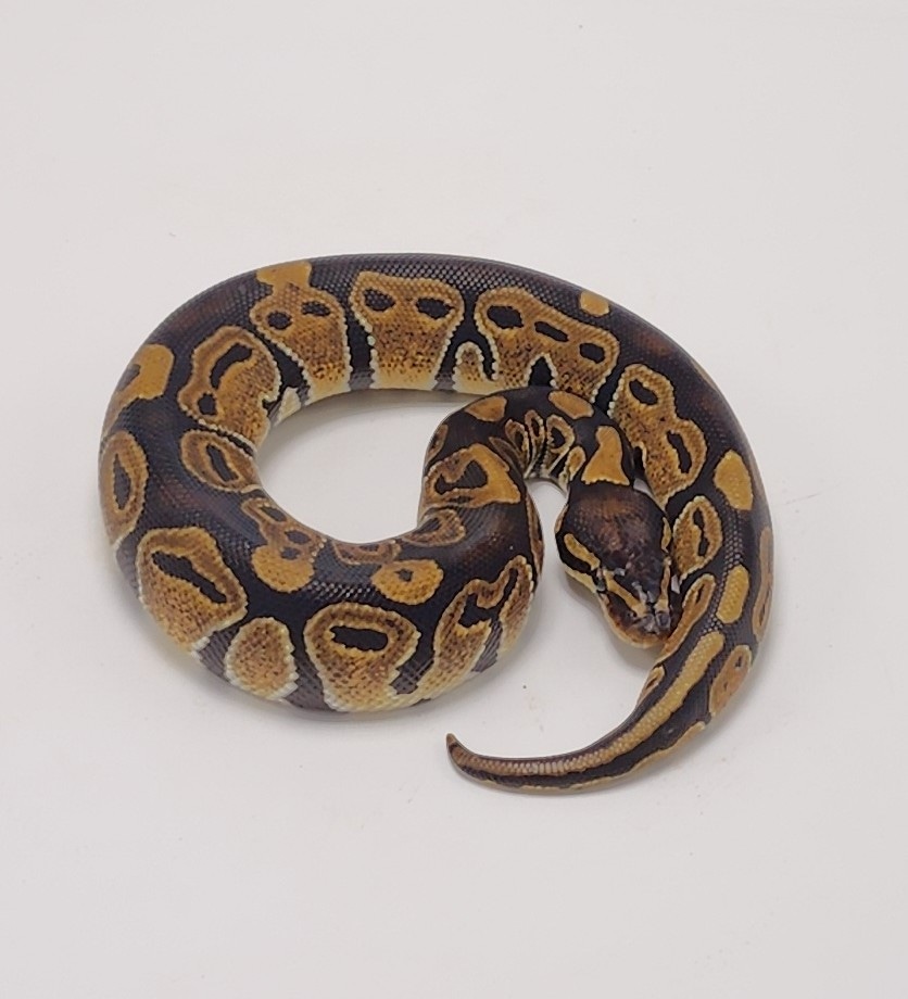Het Ultramel Ball Python by P5Pythons - MorphMarket