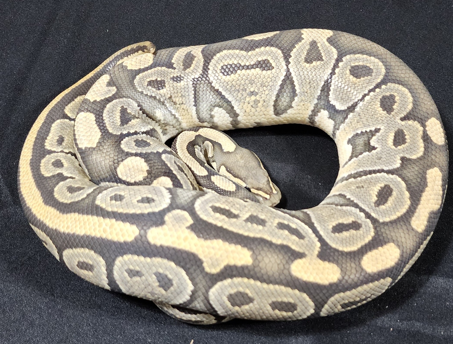 Hypo Het Caramel Ball Python by P5Pythons - MorphMarket