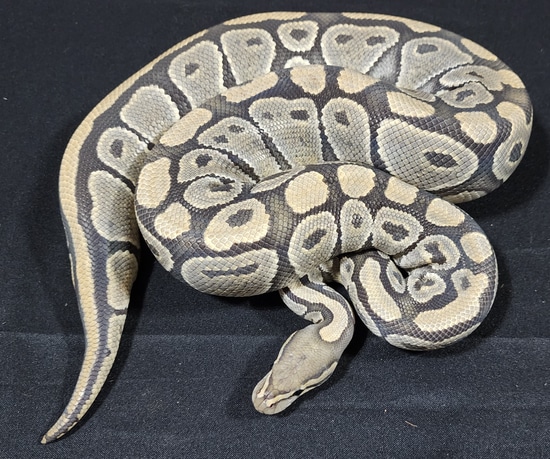 Hypo Het Caramel Ball Python by P5Pythons