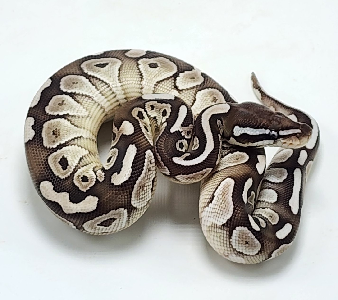 Lesser VPI Axanthic Ball Python by P5Pythons - MorphMarket