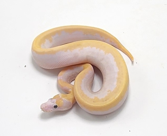 Orange Dream Yellowbelly Super Fire (Possible Leopard Enchi) Ball Python by P5Pythons