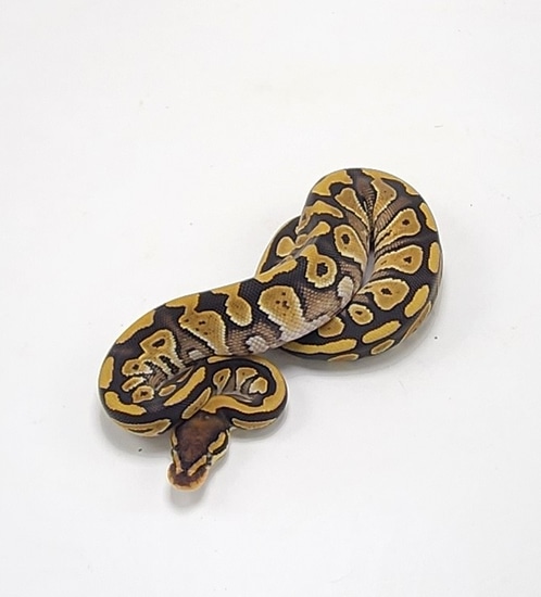 Phantom DH Clown Hypo Ball Python by P5Pythons