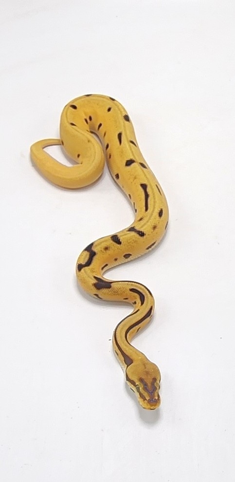 Orange Dream Yellowbelly Enchi Leopard Spider Ball Python by P5Pythons ...
