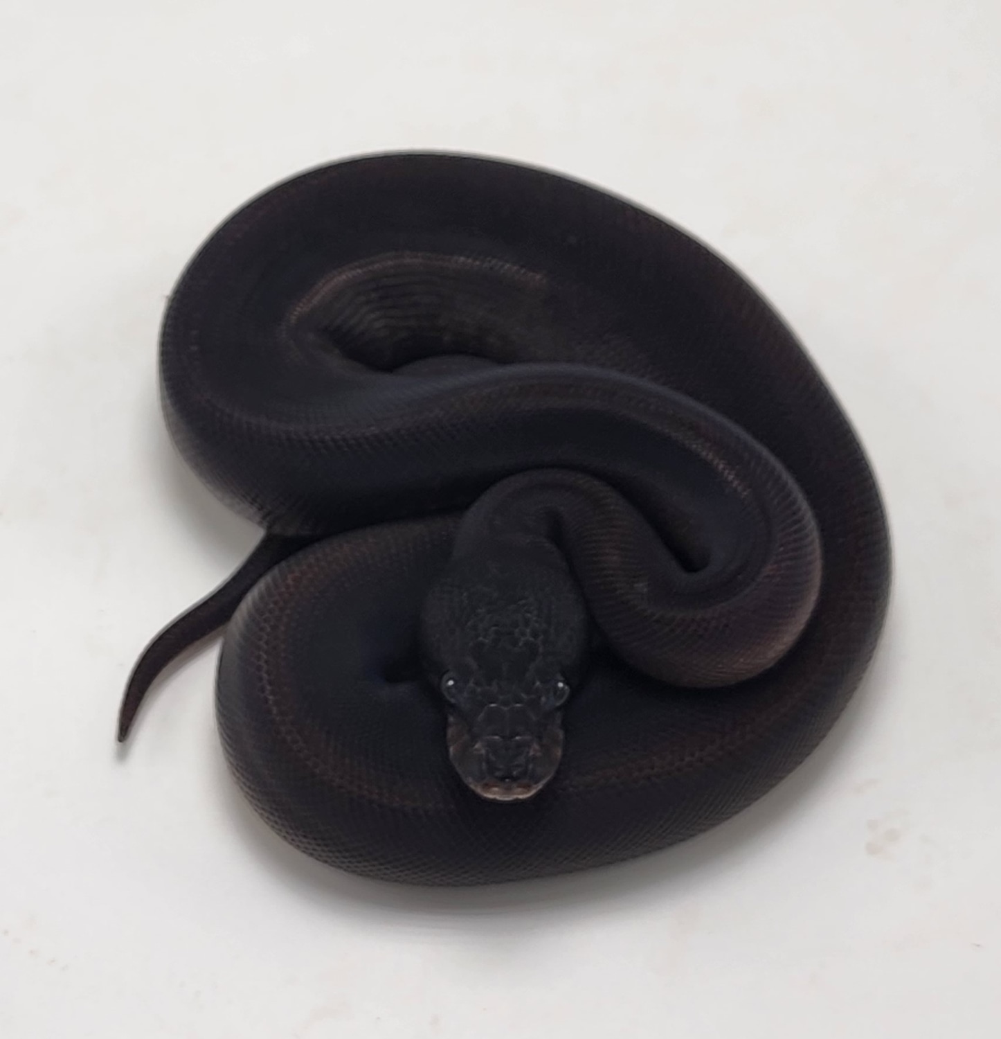 Cinnamon Suma Het Pied Ball Python by P5Pythons - MorphMarket