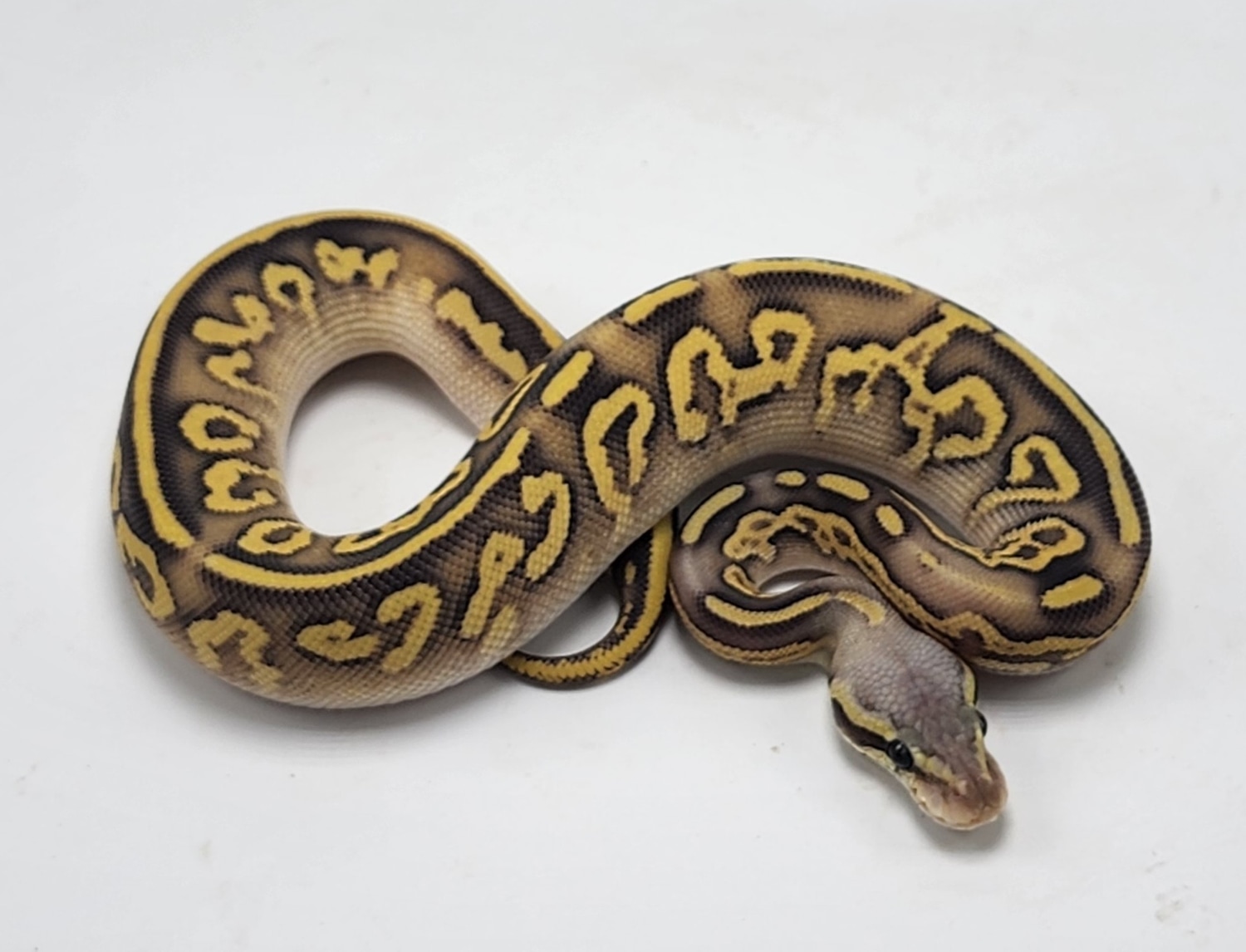 Mojave Pastel Fire Hypo Ball Python by P5Pythons - MorphMarket