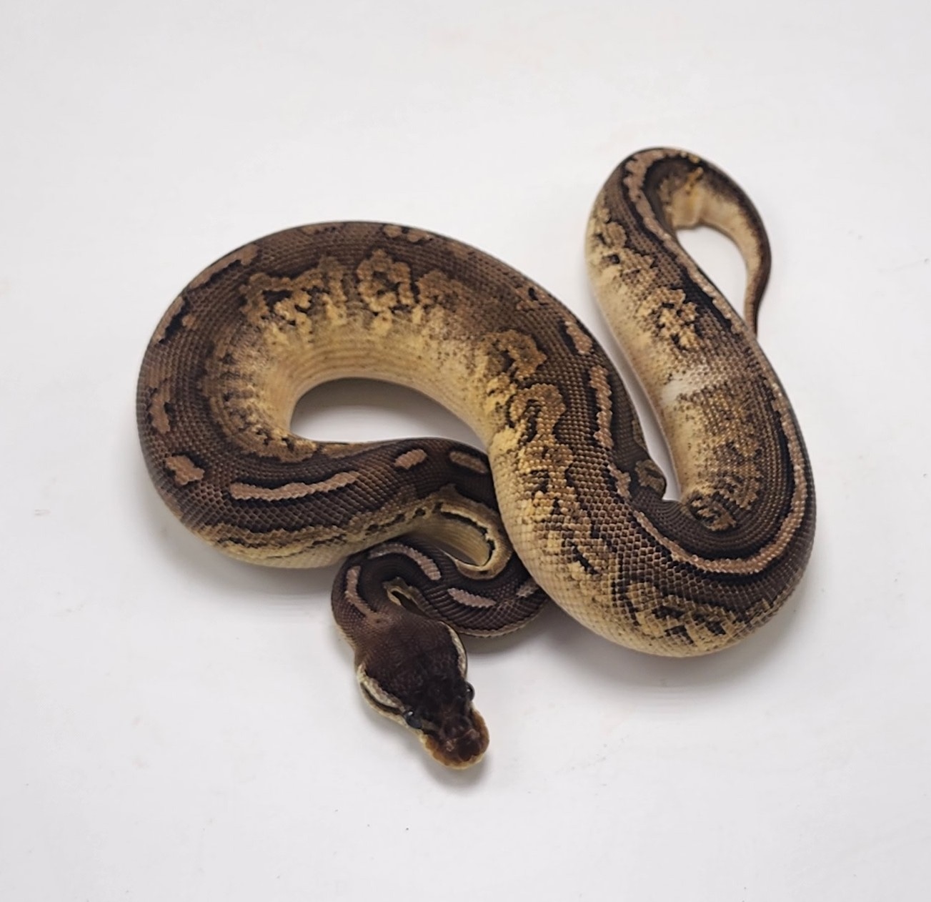 Pewter Sandblast Het Pied Ball Python by P5Pythons - MorphMarket