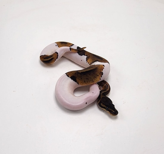 Mahogany Pied Ball Python by P5Pythons