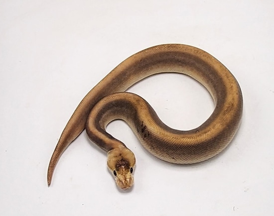 Black Pastel OR Cinnamon Champagne Ball Python by P5Pythons