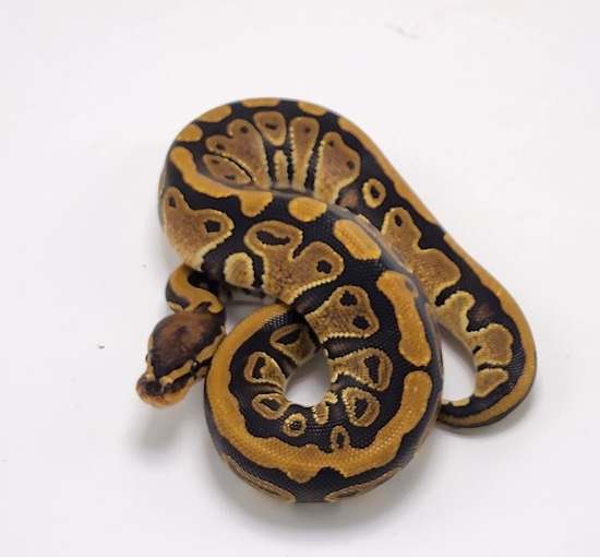 DH Clown Pied Ball Python by P5Pythons