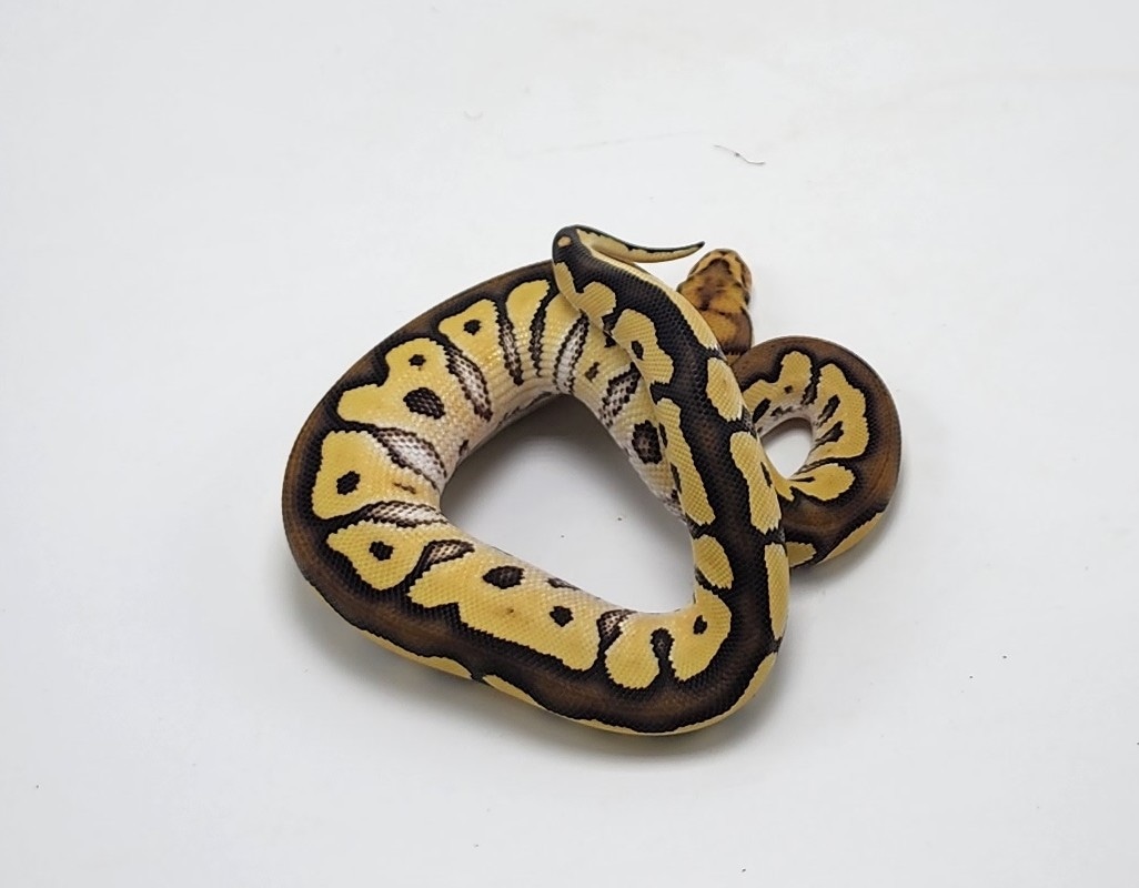 Desert Ghost Clown Ball Python by P5Pythons - MorphMarket