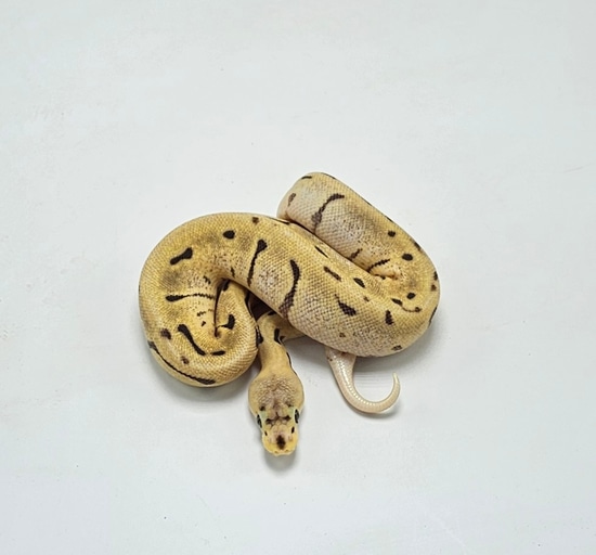 Acid Enchi Fire Spider Het VPI Axanthic Ball Python by P5Pythons