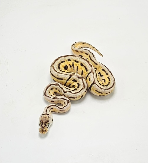 Pastel Spider Puzzle Ball Python by P5Pythons
