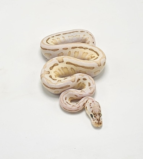 Pastel Butter Spider Puzzle Possible Fire Ball Python by P5Pythons