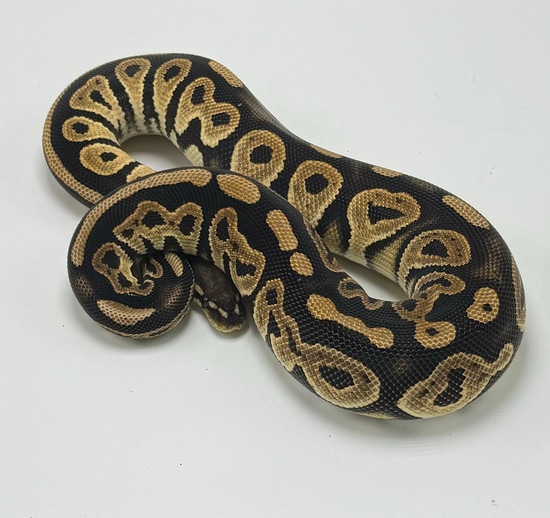 Black Pastel Orange Dream Ball Python by P5Pythons