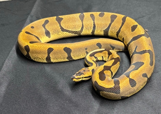 Super Enchi Acid Ball Python by P5Pythons