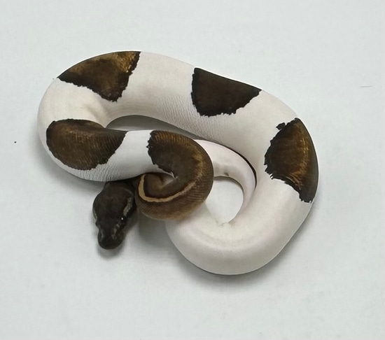 GHI Mahogany Pied Ball Python by P5Pythons