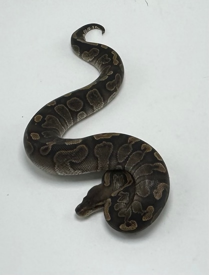 GHI Mahogany Ball Python by P5Pythons
