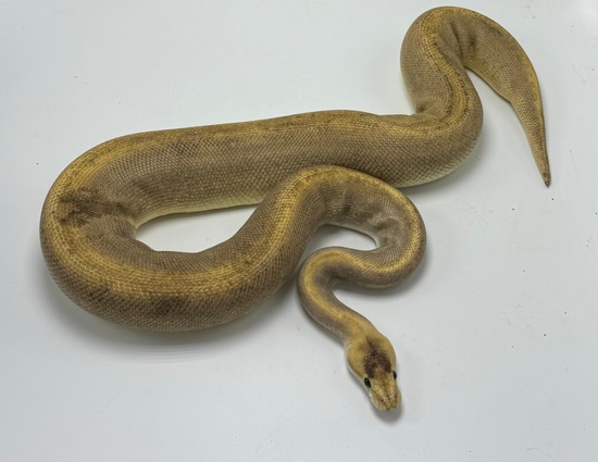 Black Pastel OR Cinnamon Champagne Ball Python by P5Pythons