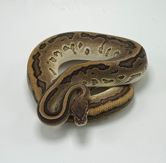 Pinstripe Black Head Orange Dream Ball Python by P5Pythons