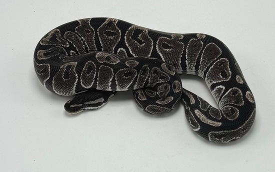 Black Axanthic Ball Python by P5Pythons