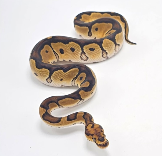 Clown Het Genetic Stripe Ball Python by P5Pythons