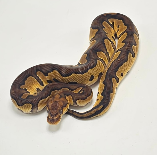 Chocolate Clown Ball Python by P5Pythons