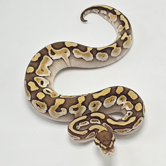 Butter DH VPI Axanthic Puzzle Ball Python by P5Pythons