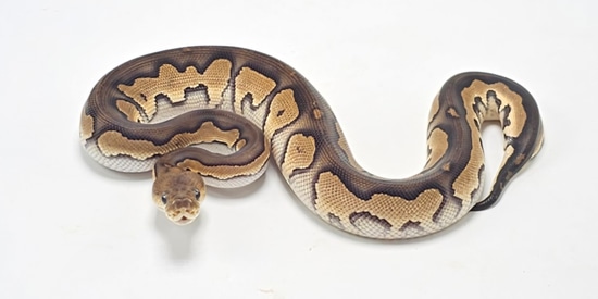 Cinnamon Chocolate Clown Ball Python by P5Pythons