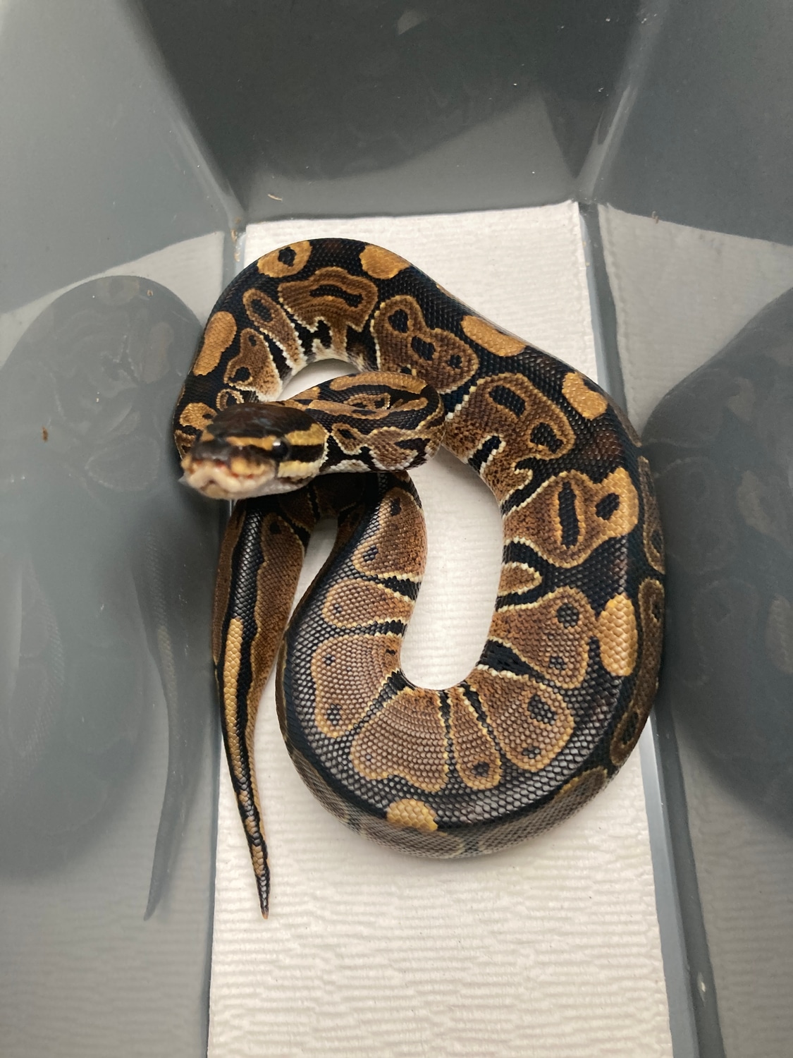 Normal Ball Python by P 7 Pythons - MorphMarket