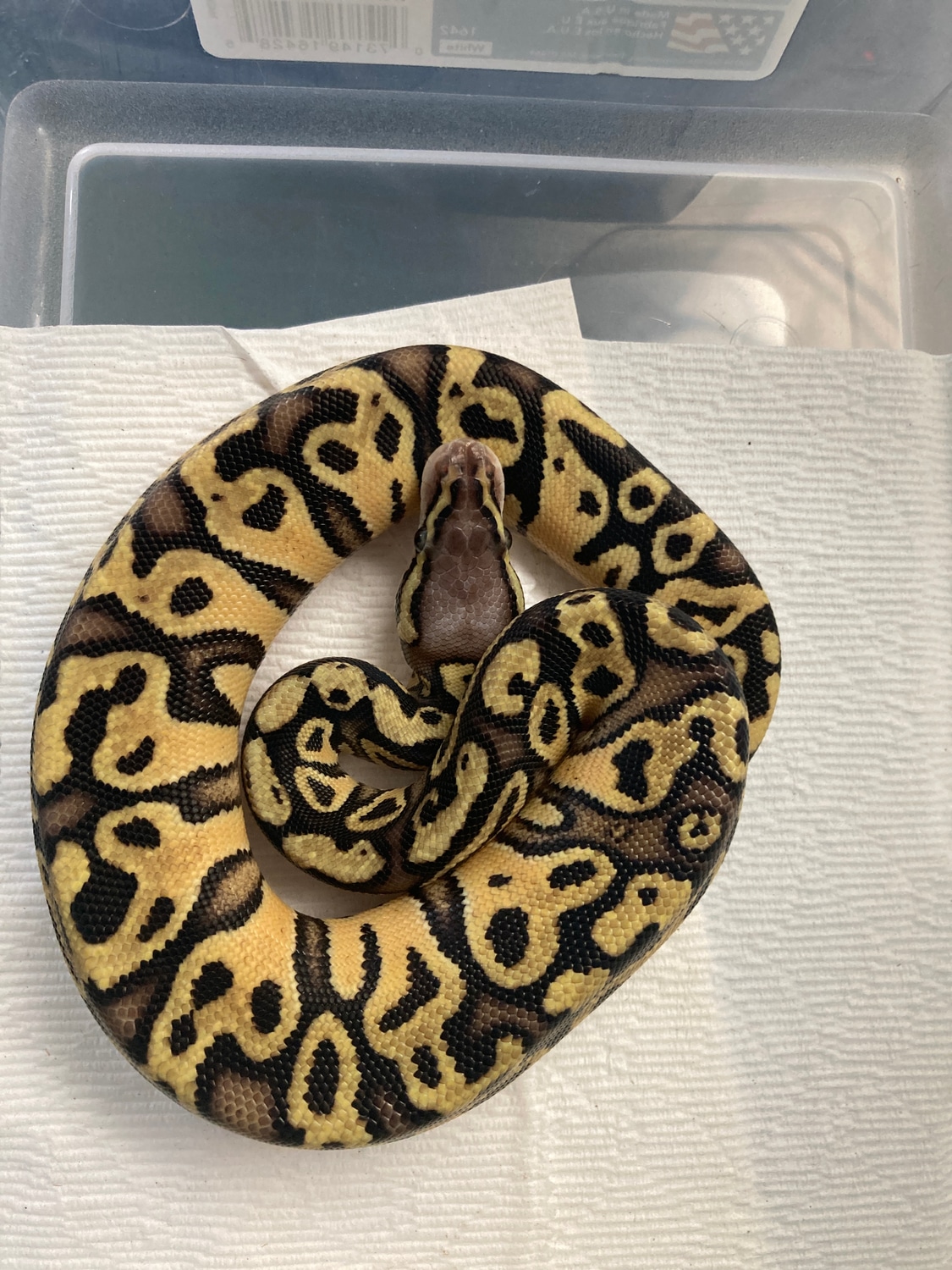Pastel Vanilla 66% Het Clown (Shipping Included In Price) Ball Python ...