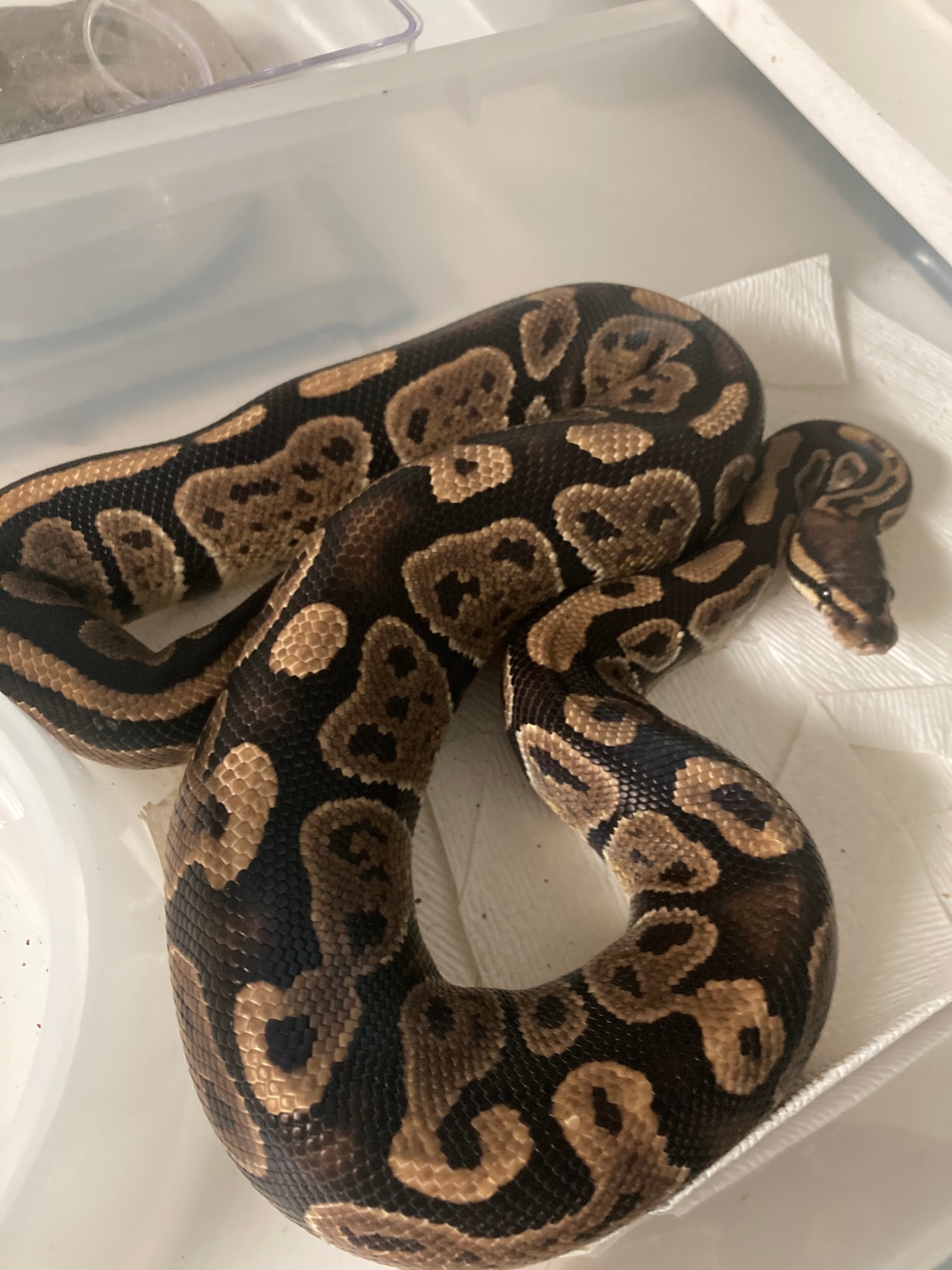 Arcane Ball Python by P 7 Pythons - MorphMarket