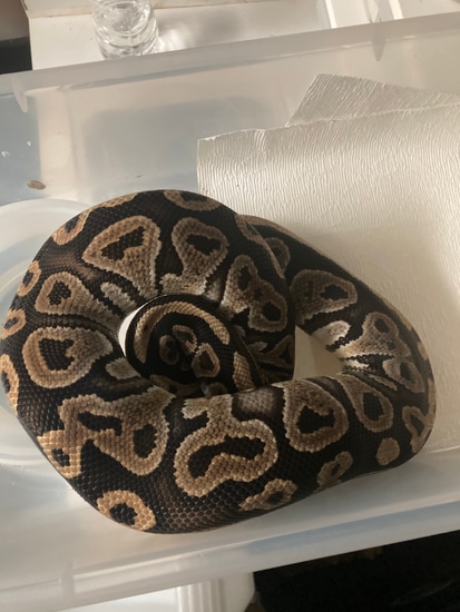 Arcane Ball Python by P 7 Pythons