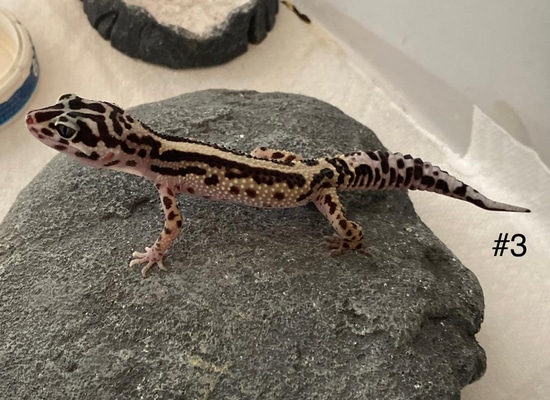 Bold Halloween Mask Stripe Leopard Gecko by Daisey's Geckos